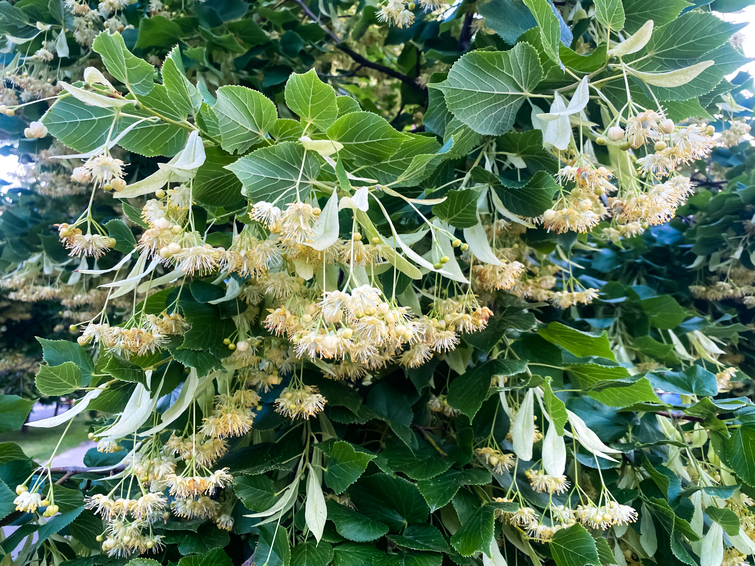 Linden Tree (Tilia sp.) – Ferma Albanik – Nature & Nurture